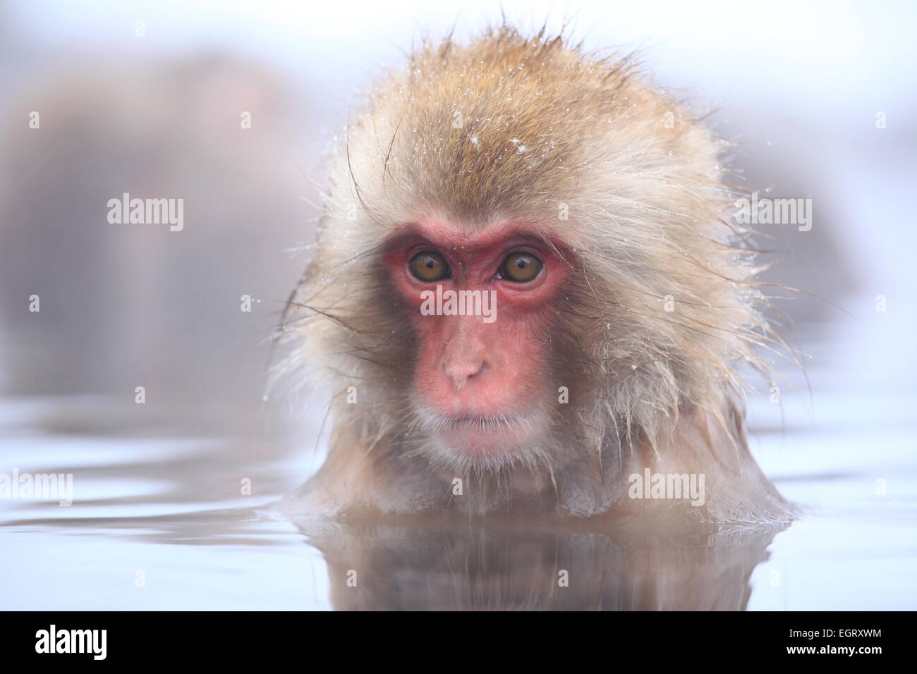 Snow monkey in hot spring, Jigokudani, Nagano, Japan Stock Photo - Alamy
