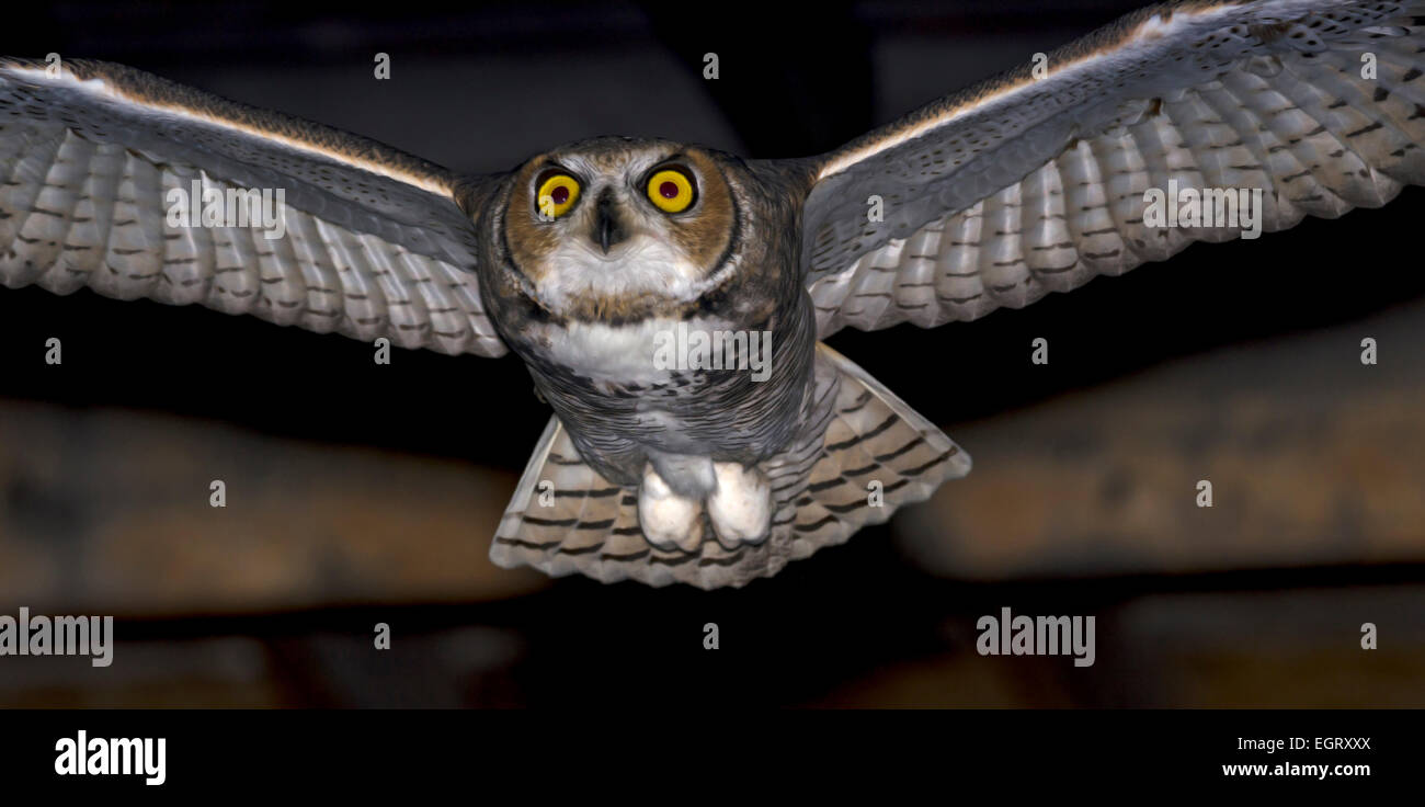 Great Horned Owl in flight Stock Photo - Alamy
