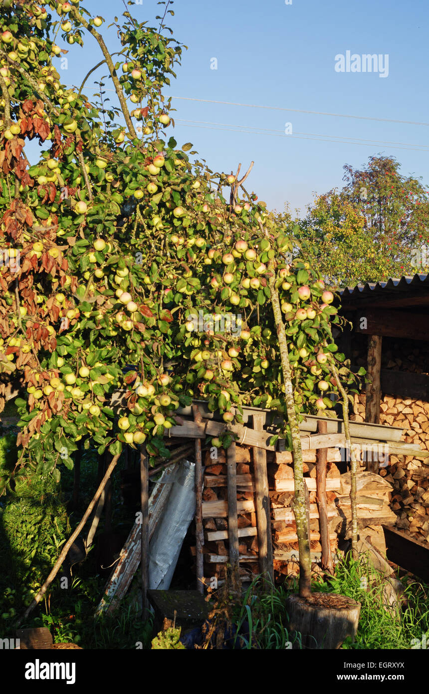 Rural house yard - garden, apple tree and firewood Stock Photo - Alamy