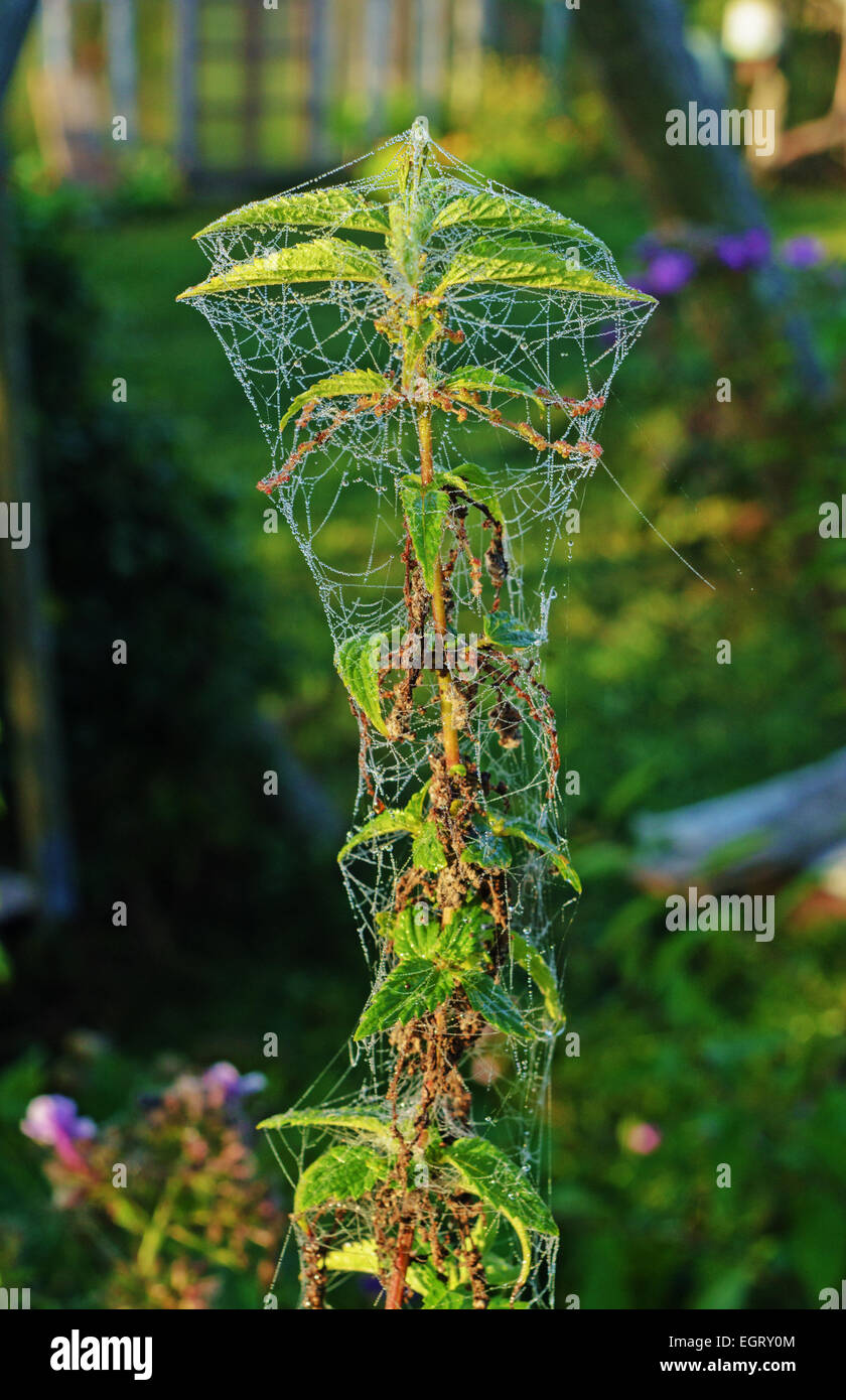 Nettle threads hi-res stock photography and images - Alamy