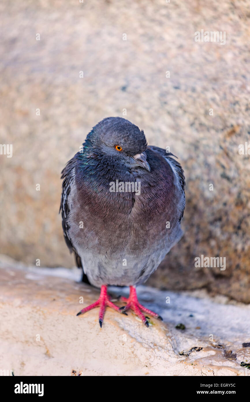 Venetian Pigeon Closeup Stock Photo - Alamy