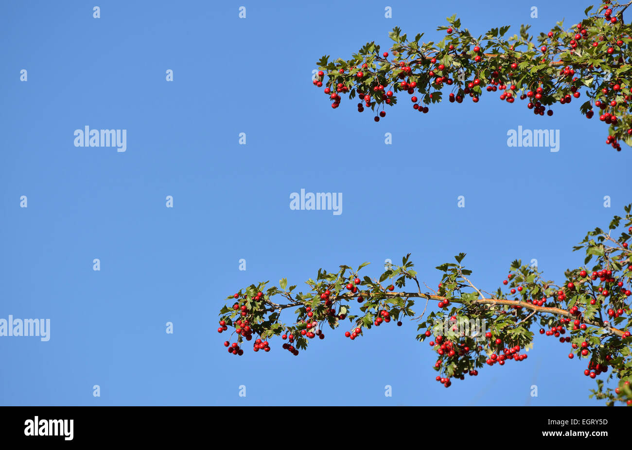 Hawthorn tree branches hi-res stock photography and images - Alamy