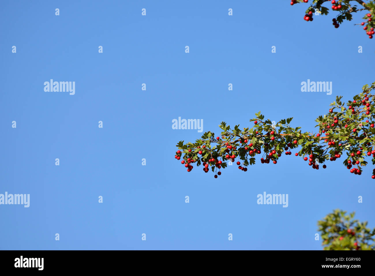 Hawthorn tree branches hi-res stock photography and images - Alamy