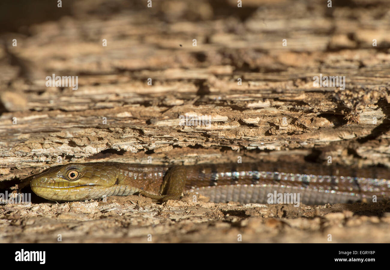 Elkton, Oregon, USA. 1st Mar, 2015. An Oregon alligator lizards hides ...