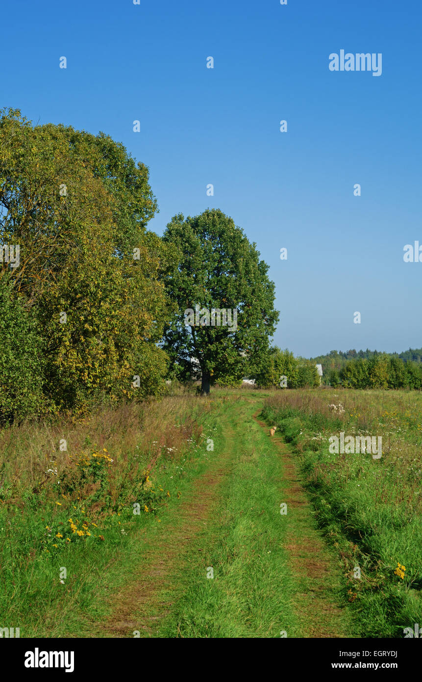 The rural car track road. The red cat goes on the road Stock Photo - Alamy