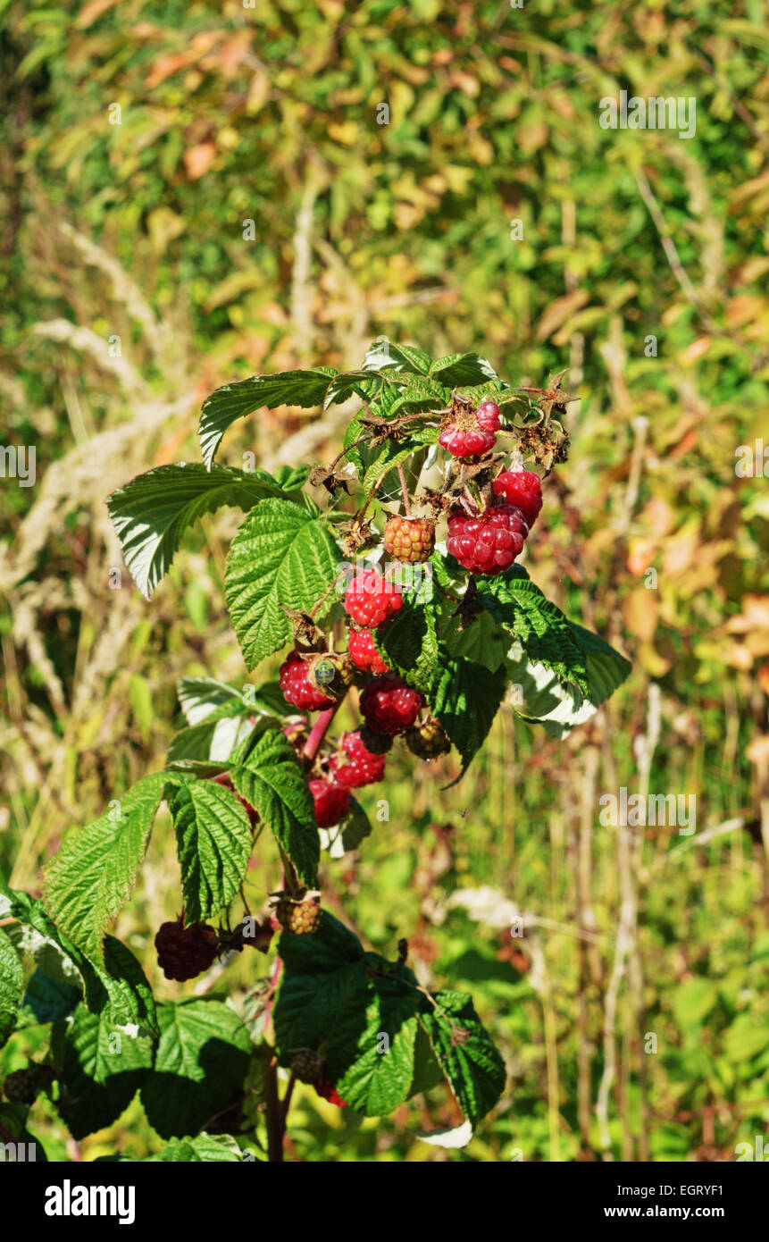 Autumn remontant raspberry Stock Photo - Alamy