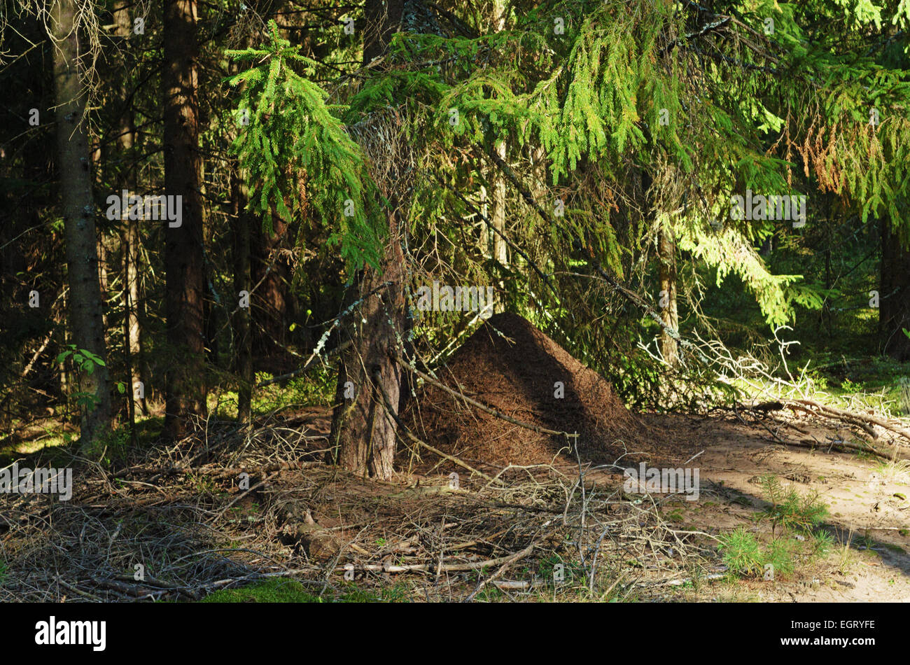 Mushrooms under pine tree hi-res stock photography and images - Alamy