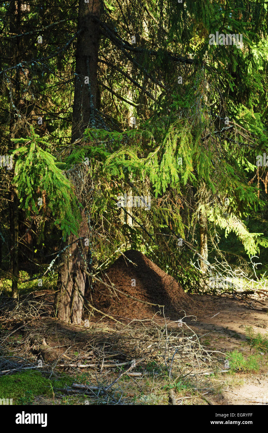 Summer fir-tree forest landscape. Ant hill under a fir-tree Stock Photo ...