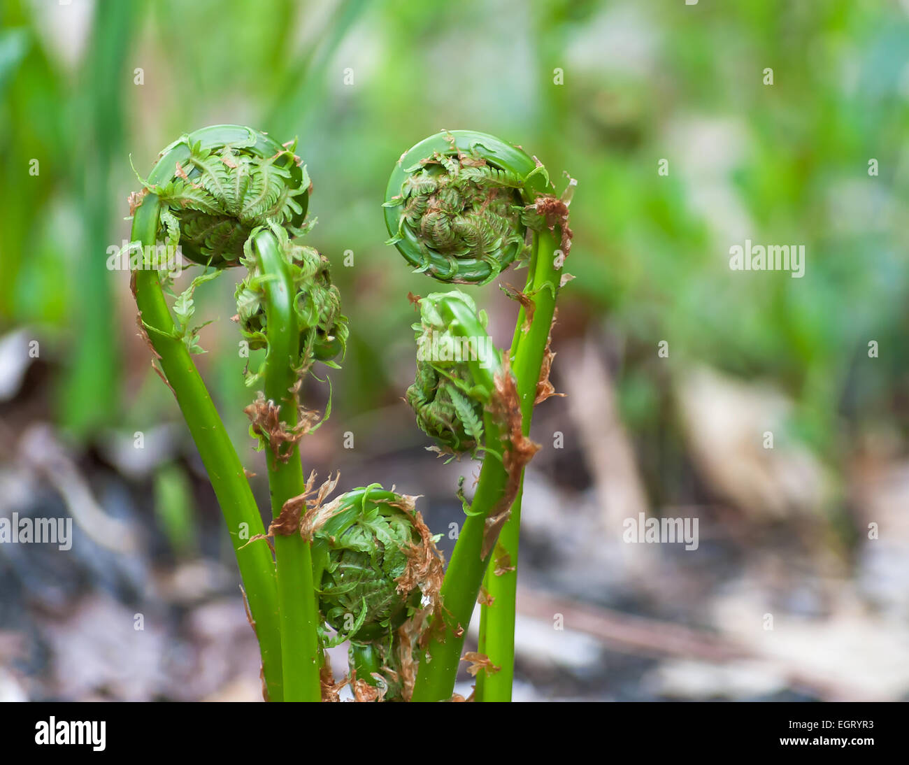 Fiddle head Ferns against an out of focus background Stock Photo - Alamy