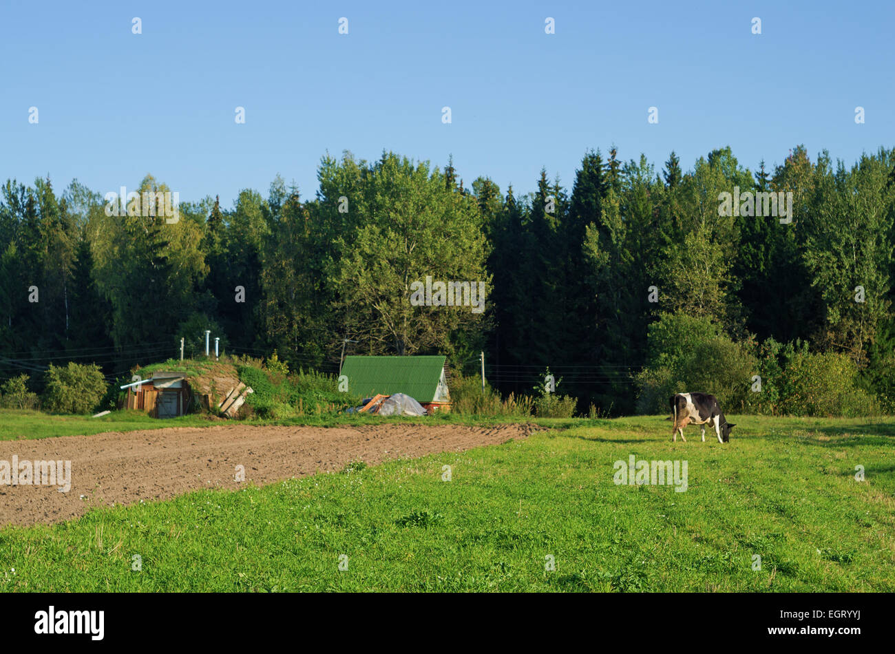 Rural house yard - kitchen garden, pasture and cow Stock Photo - Alamy