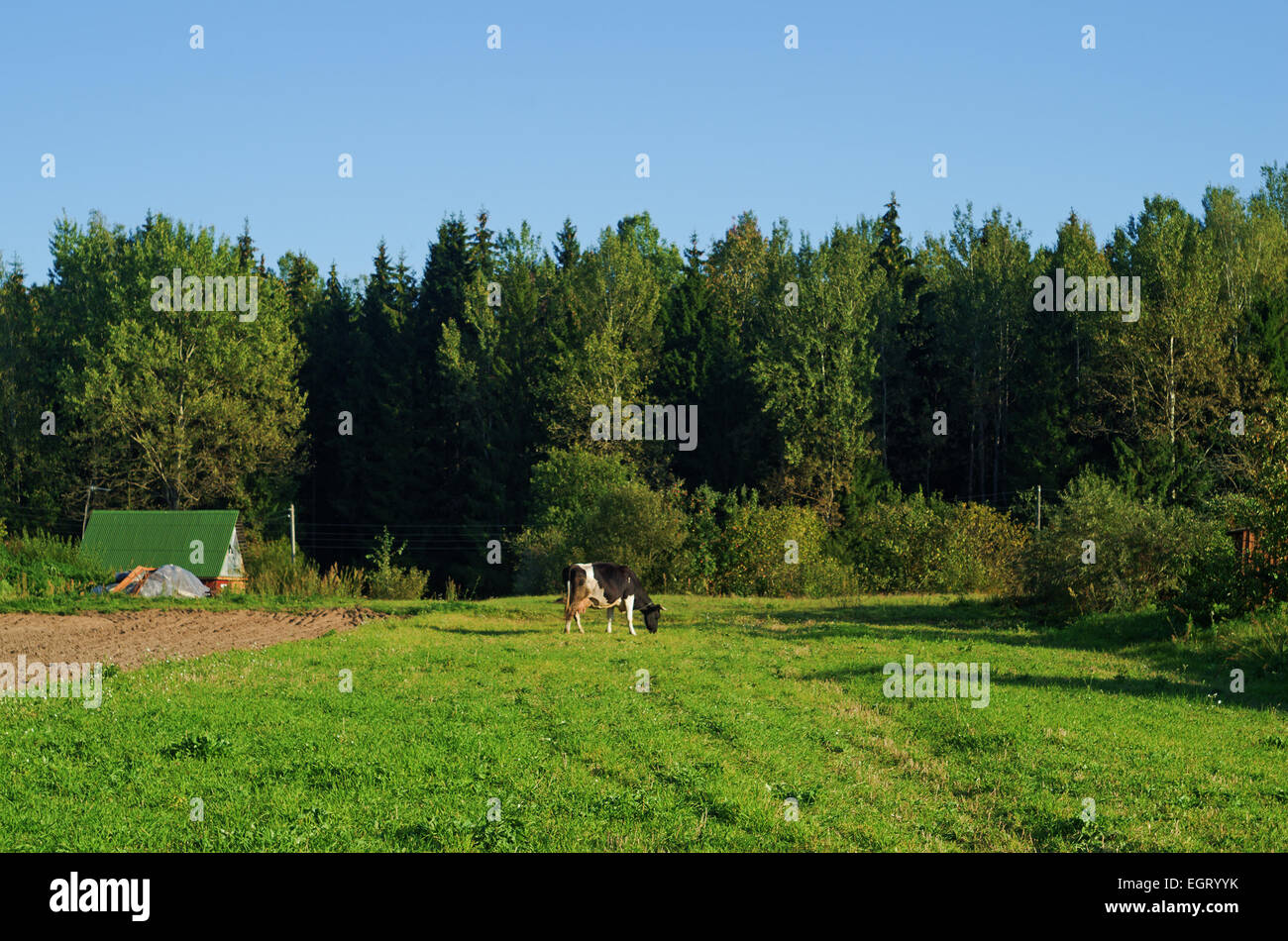 Rural house yard - kitchen garden, pasture and cow Stock Photo - Alamy
