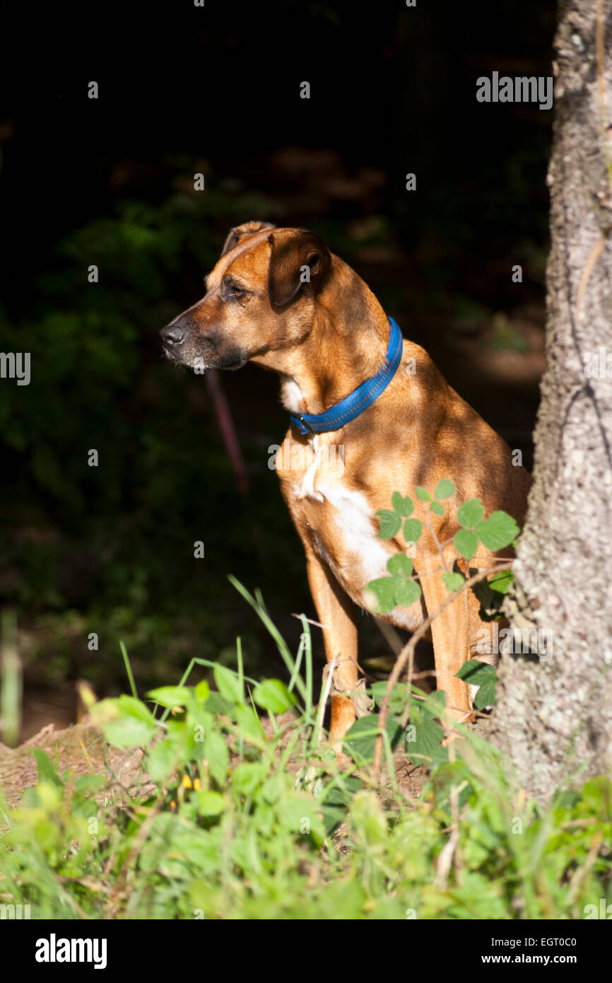 Sitting Dog in Forest Stock Photo - Alamy