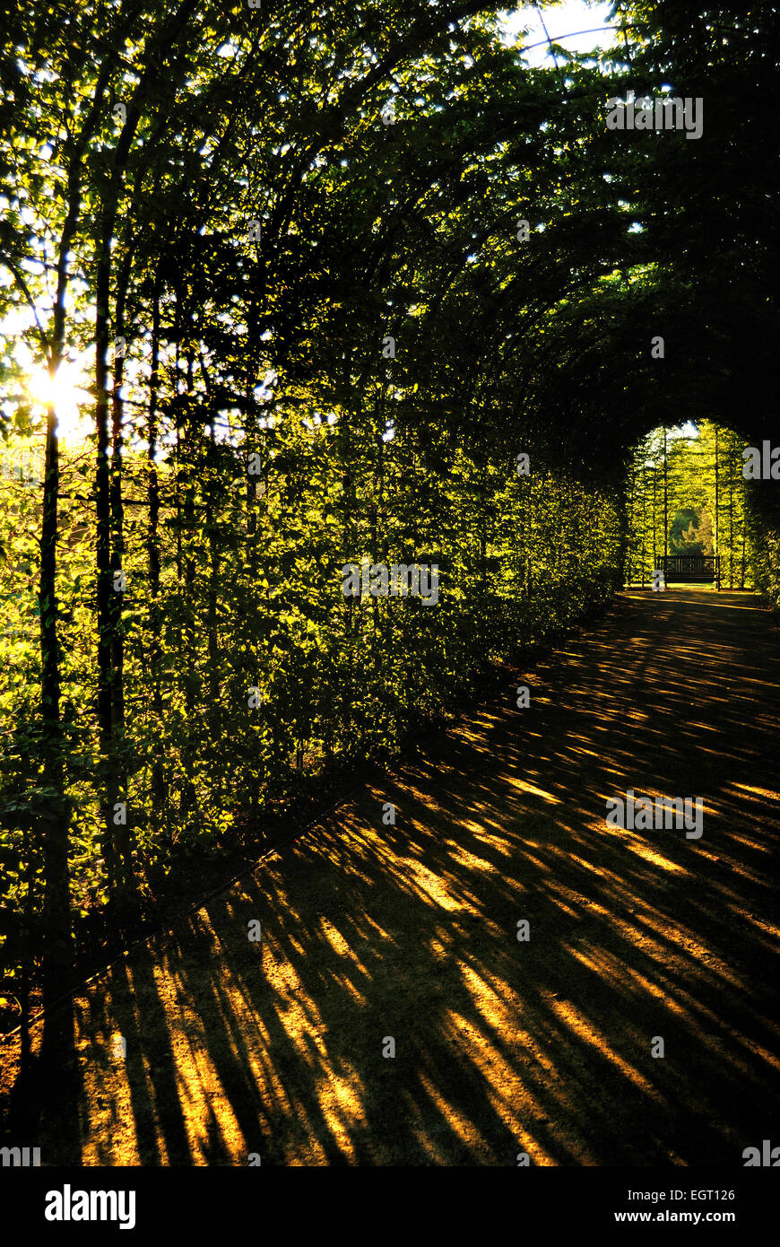 Beech tunnel, The Alnwick Garden Stock Photo - Alamy