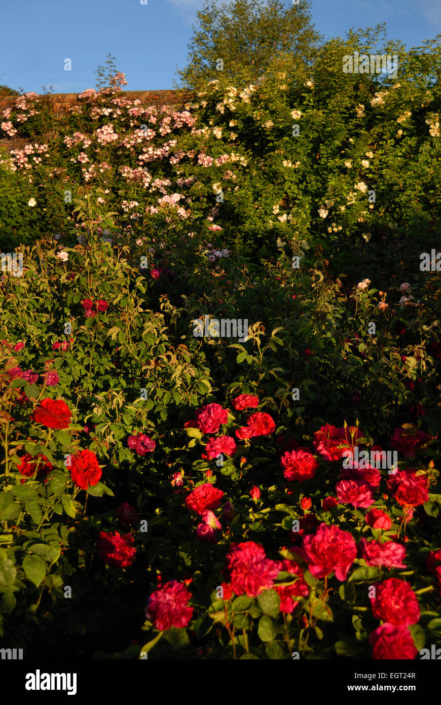 Alnwick rose hi-res stock photography and images - Alamy