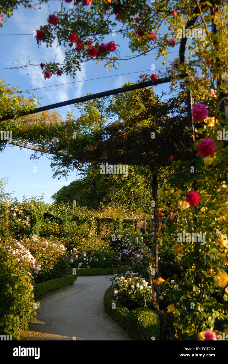 Alnwick rose hi-res stock photography and images - Alamy