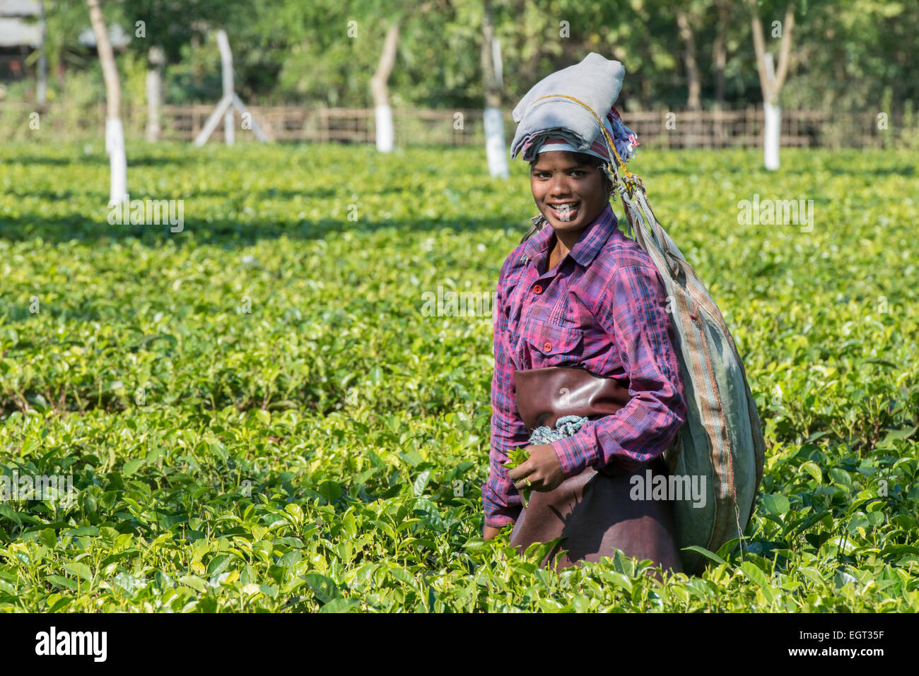 Lady Worker, Tea Plantation, Moran Stock Photo - Alamy