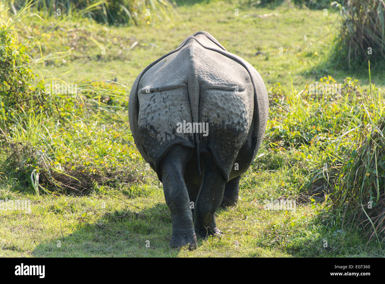 Rhinoceros back view hi-res stock photography and images - Alamy