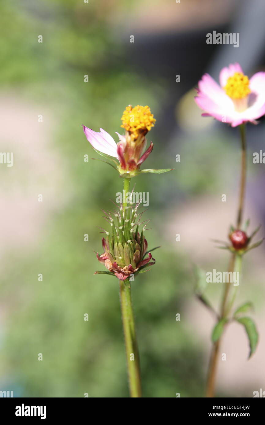 Edible Cosmos Flower High Resolution Stock Photography and Images - Alamy
