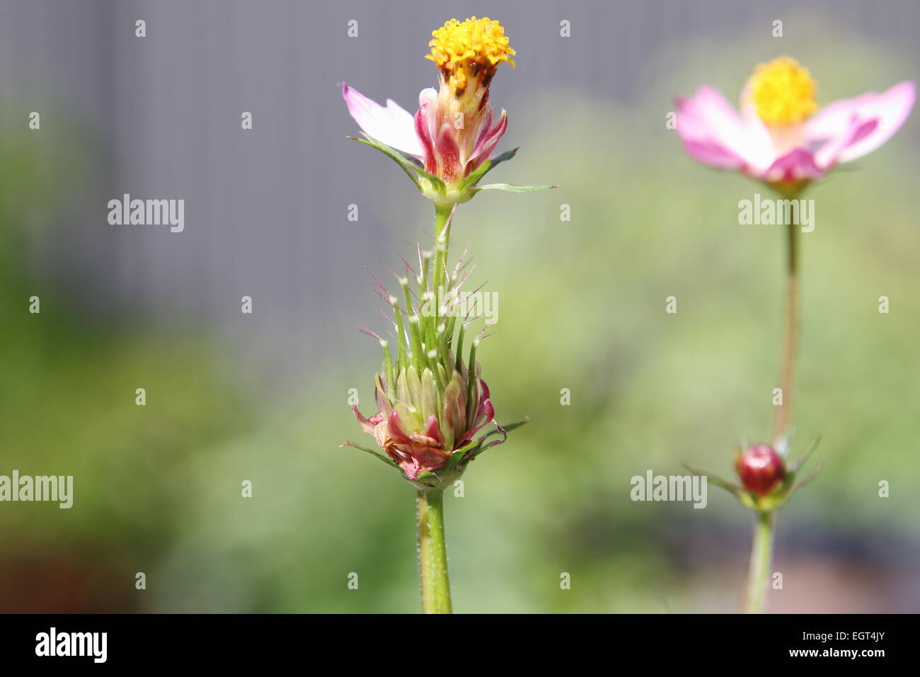 Cosmos caudatus flower Stock Photo - Alamy