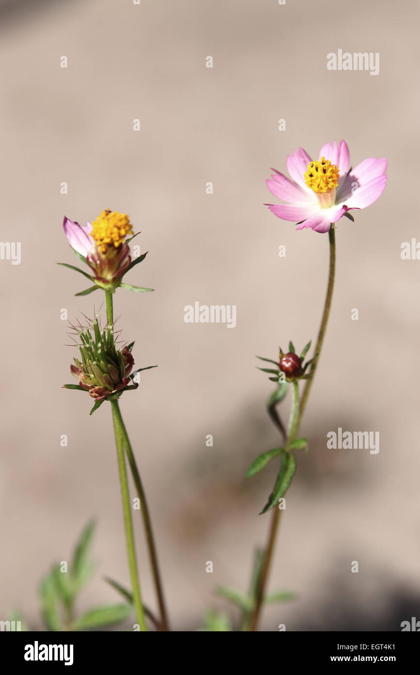 Cosmos caudatus flower Stock Photo - Alamy