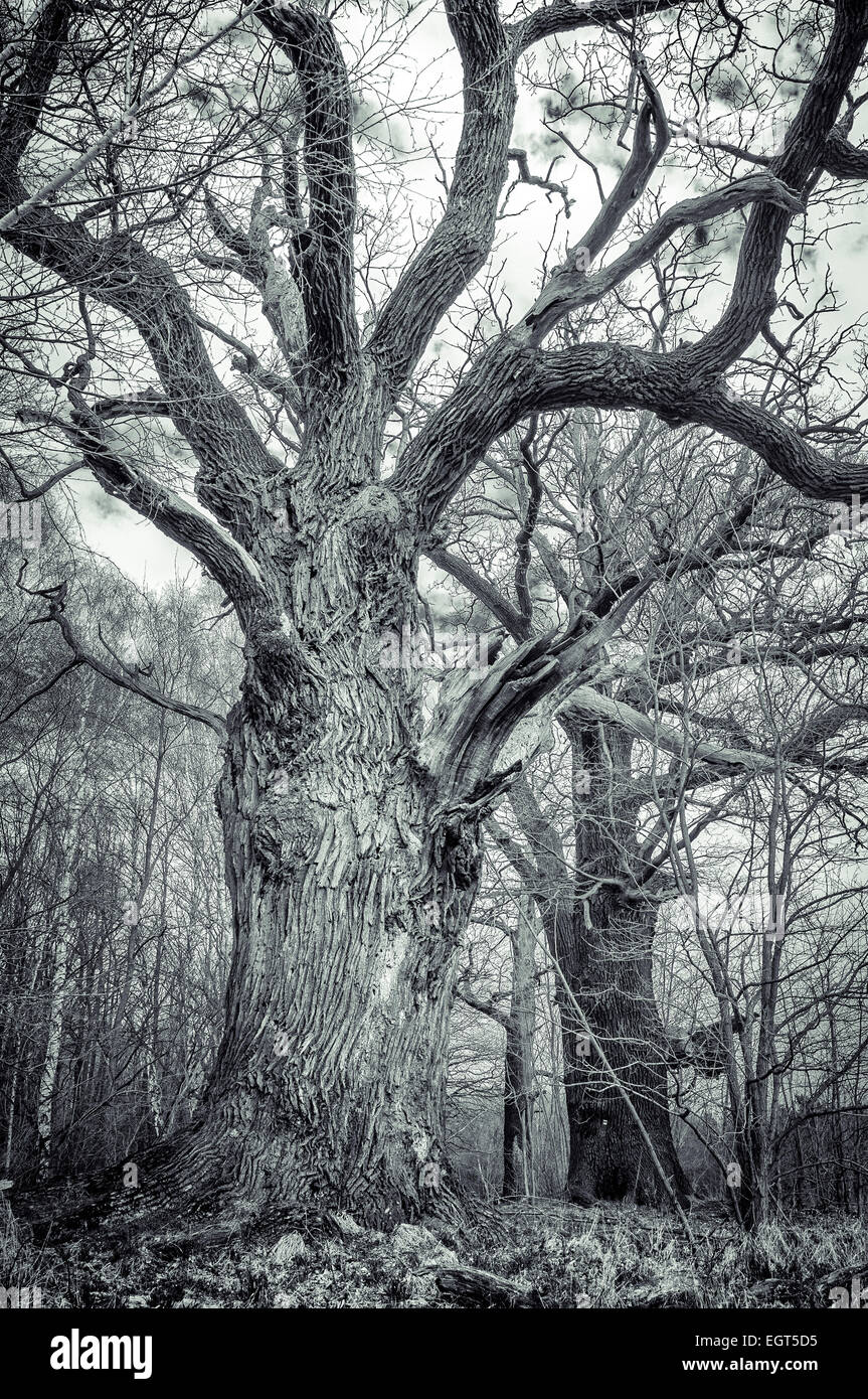 Old English oaks (Quercus robur), Byttna-Hain, Biosphärenreservat ...