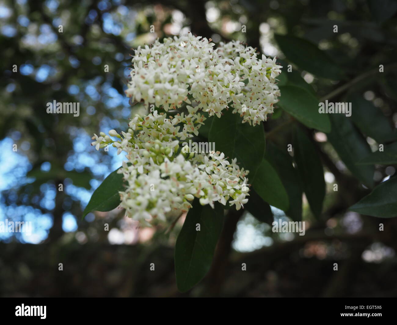 flower, tree , flowering, spring , Evreux , Haute-Normandie , Normandy ...