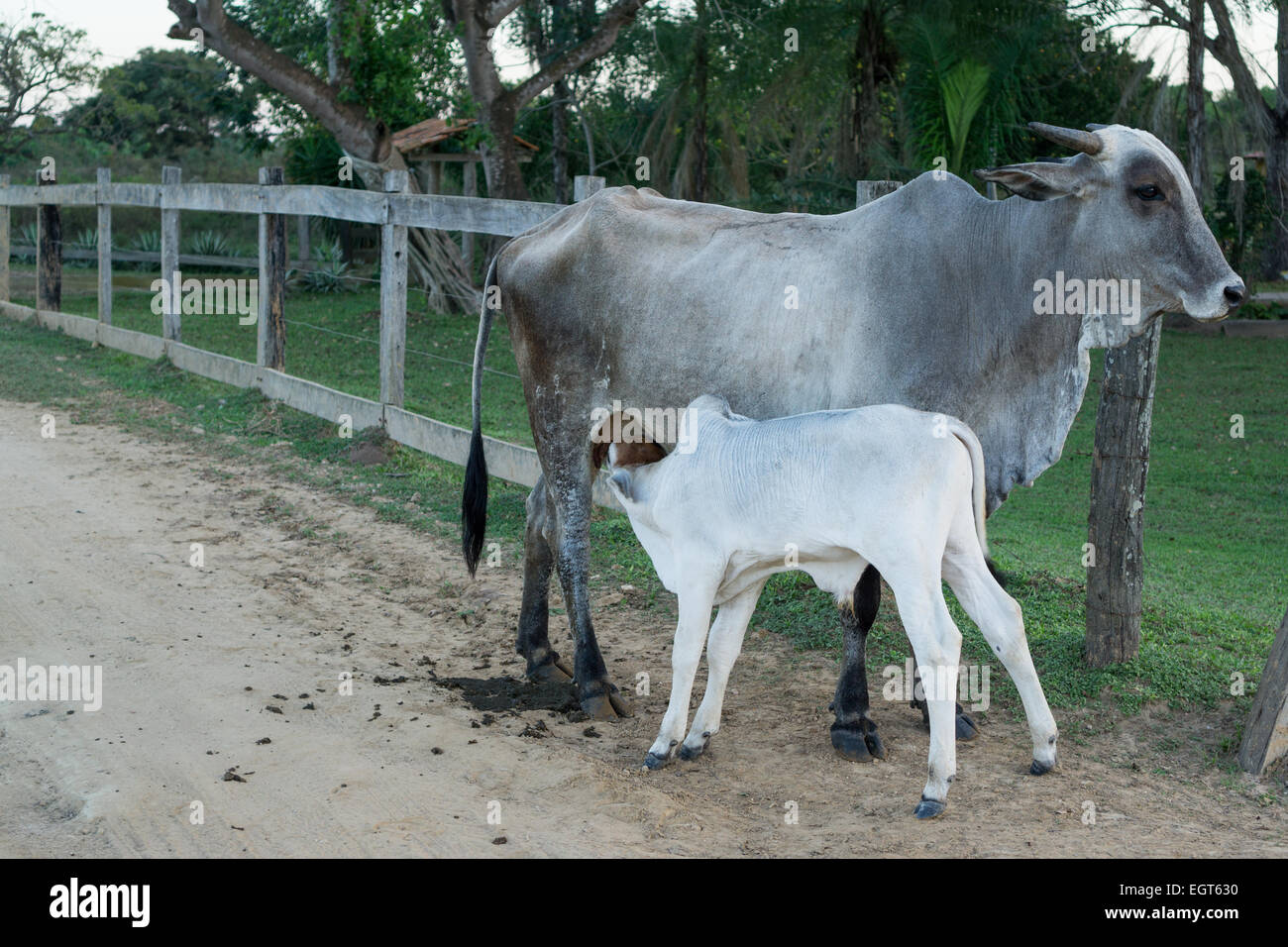 Cow and veal in transpantaneira road, Brazilian Pantanal Stock Photo ...