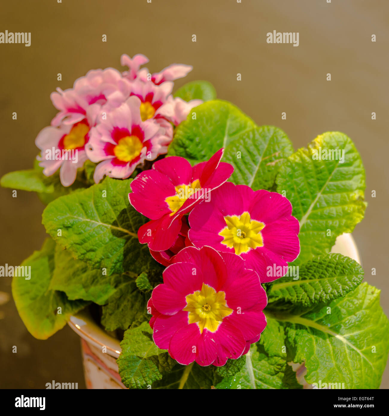 Primulas in a Pot Stock Photo - Alamy