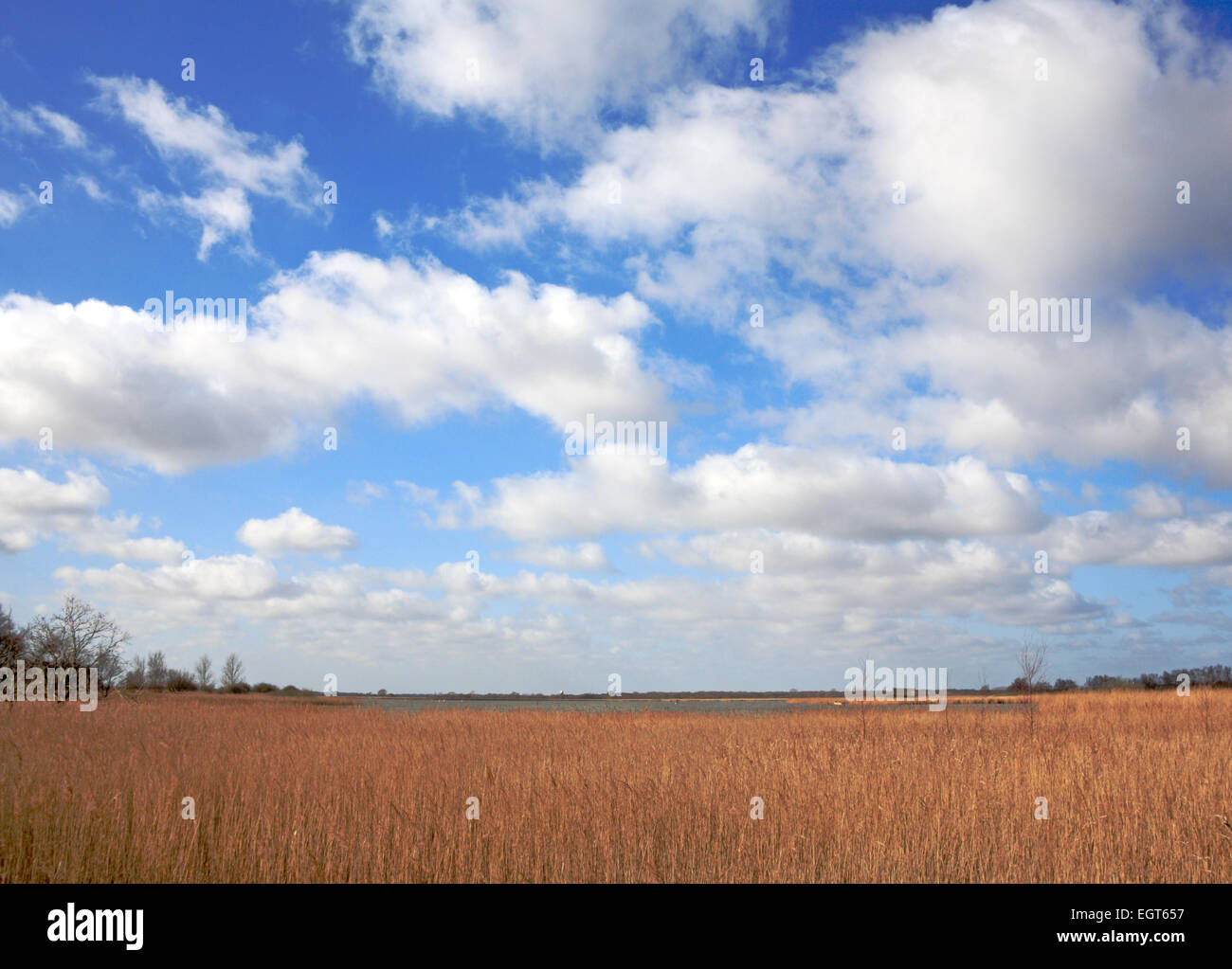 A view over reed beds to Horsey Mere on the Norfolk Broads at Horsey ...