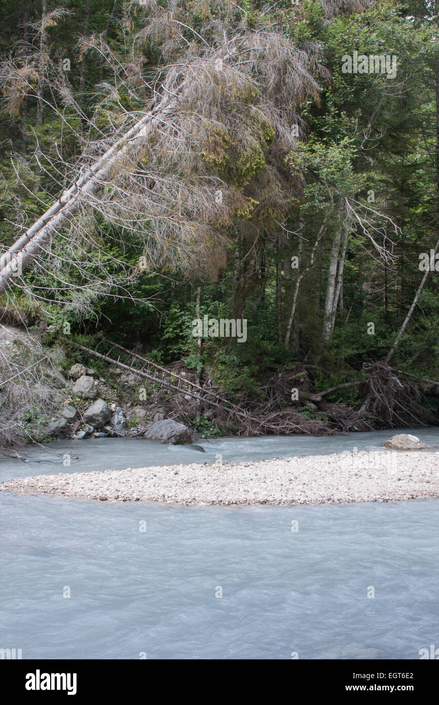 A tree falling near the riverbank Stock Photo - Alamy