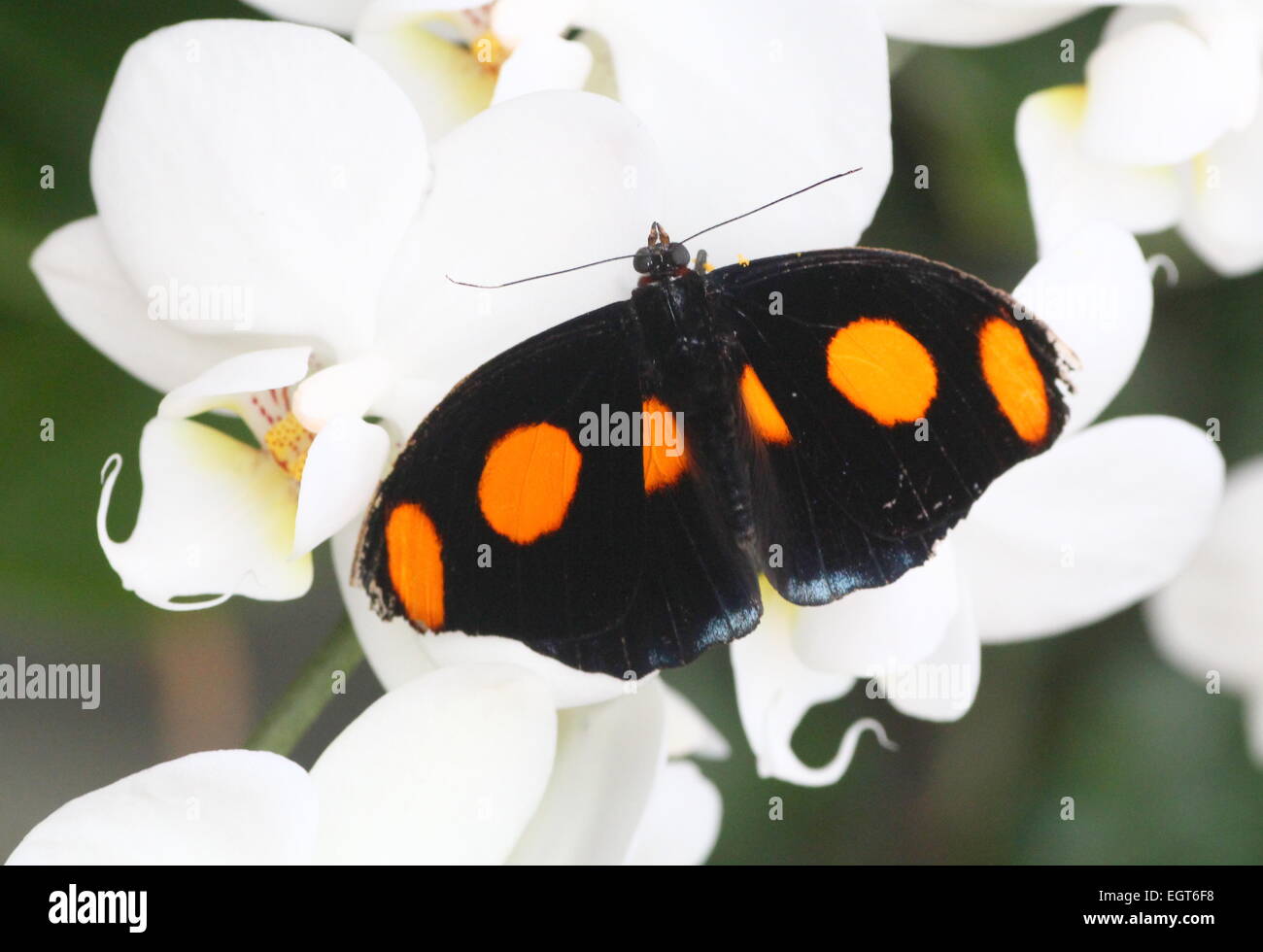 Grecian Shoemaker Butterfly High Resolution Stock Photography and ...