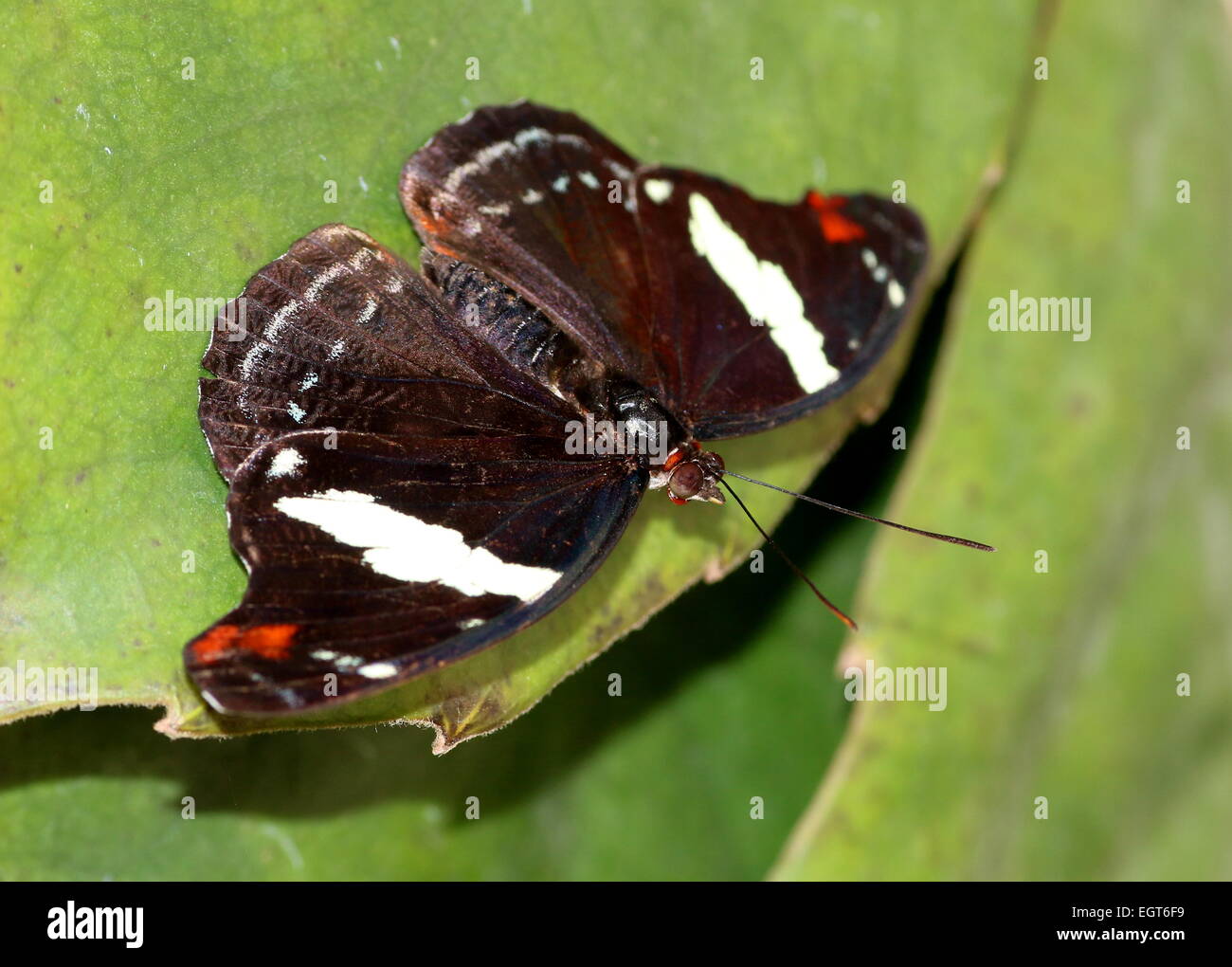 Grecian Shoemaker Butterfly High Resolution Stock Photography and ...