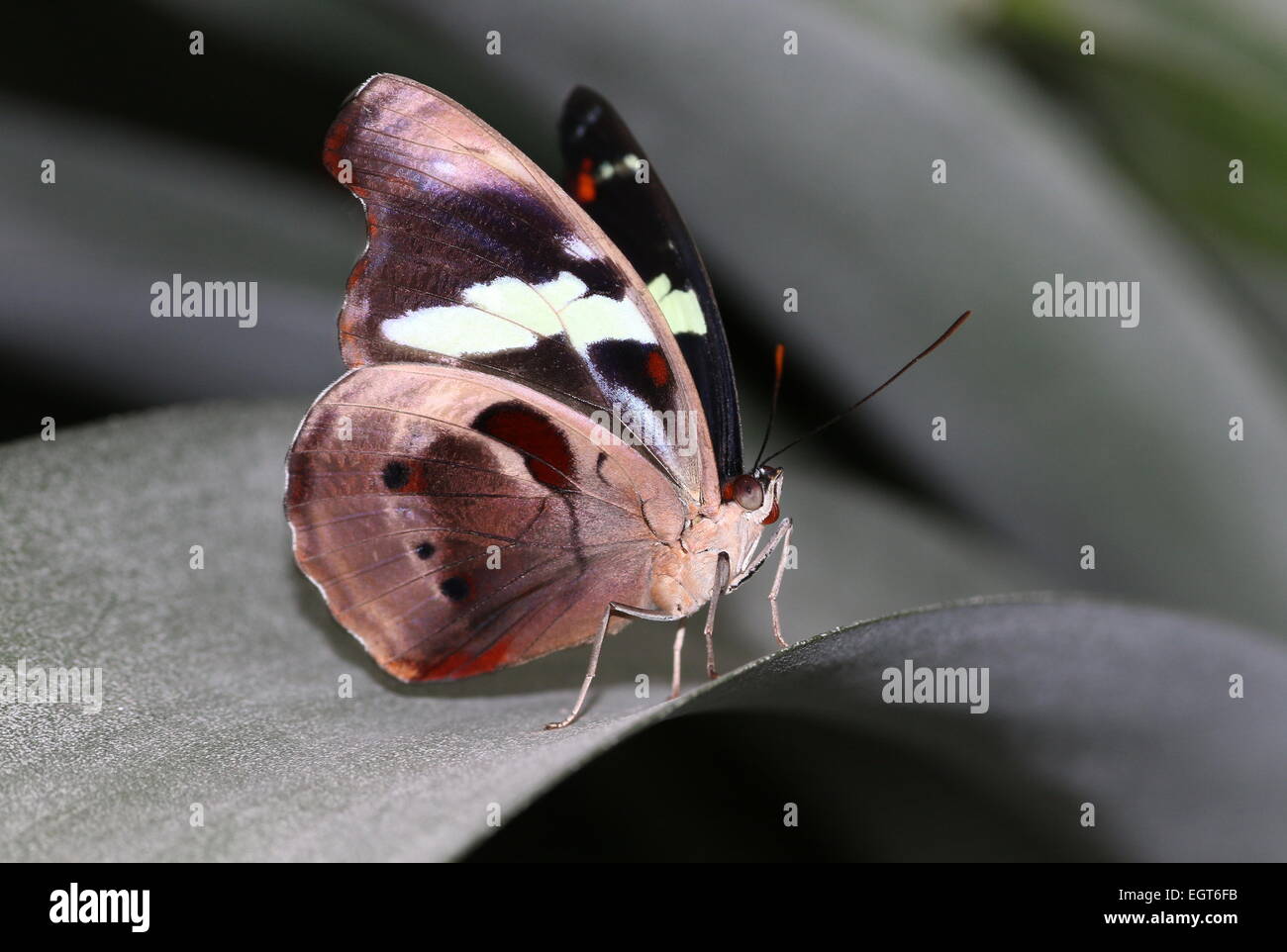 New World female Grecian Shoemaker Butterfly (Catonephele numilia ...