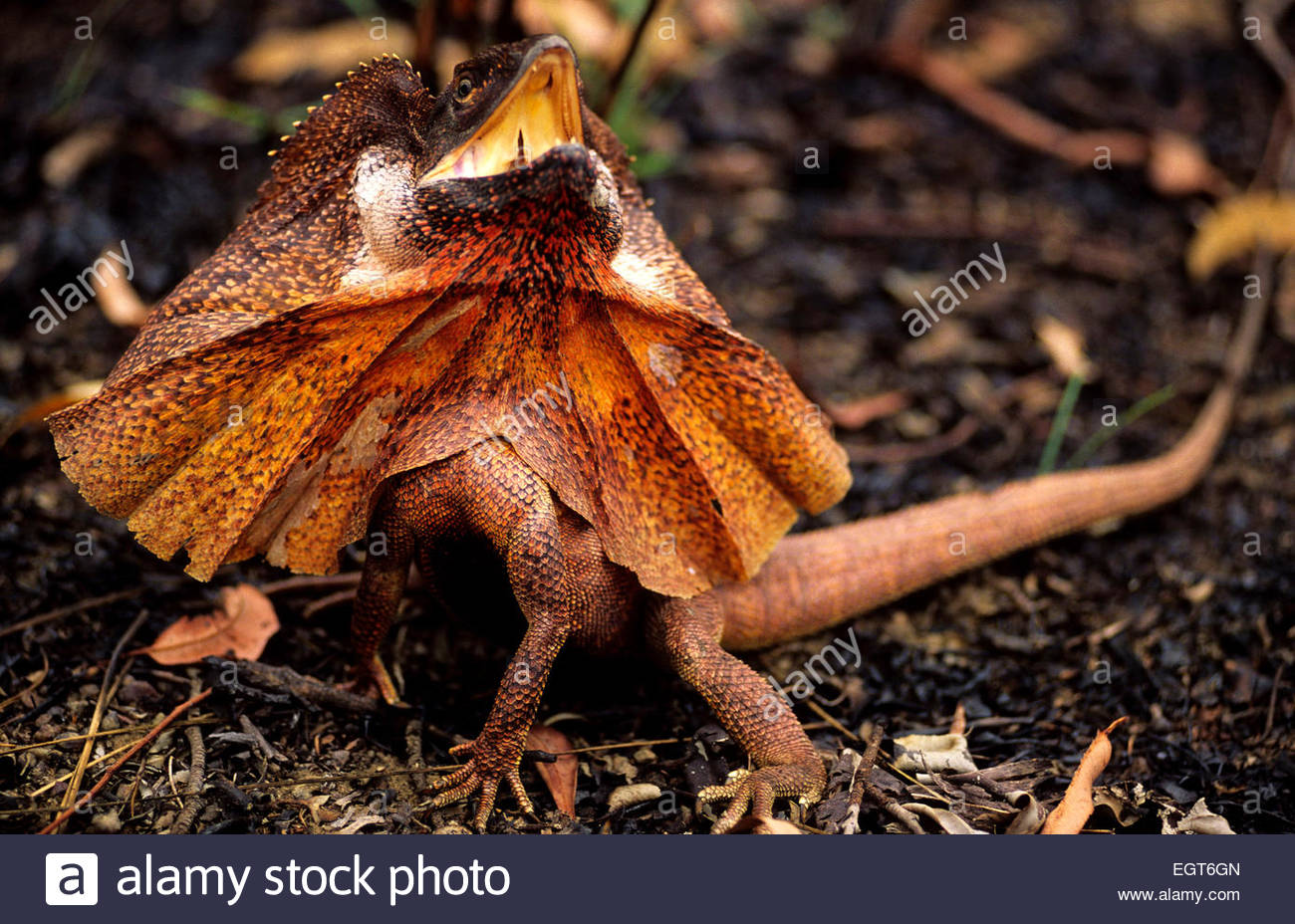Frilled Lizard Stock Photos & Frilled Lizard Stock Images - Alamy