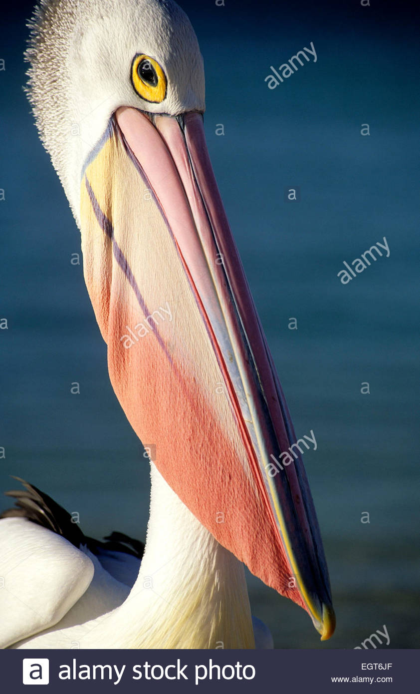 Shark Beak Stock Photos & Shark Beak Stock Images - Alamy