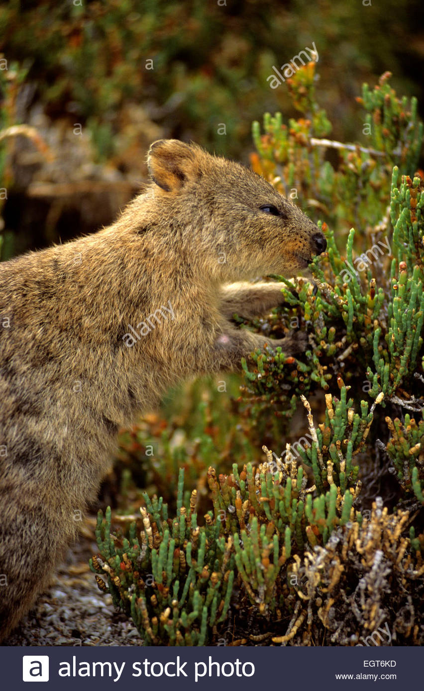 Quokka Stock Photos & Quokka Stock Images - Alamy