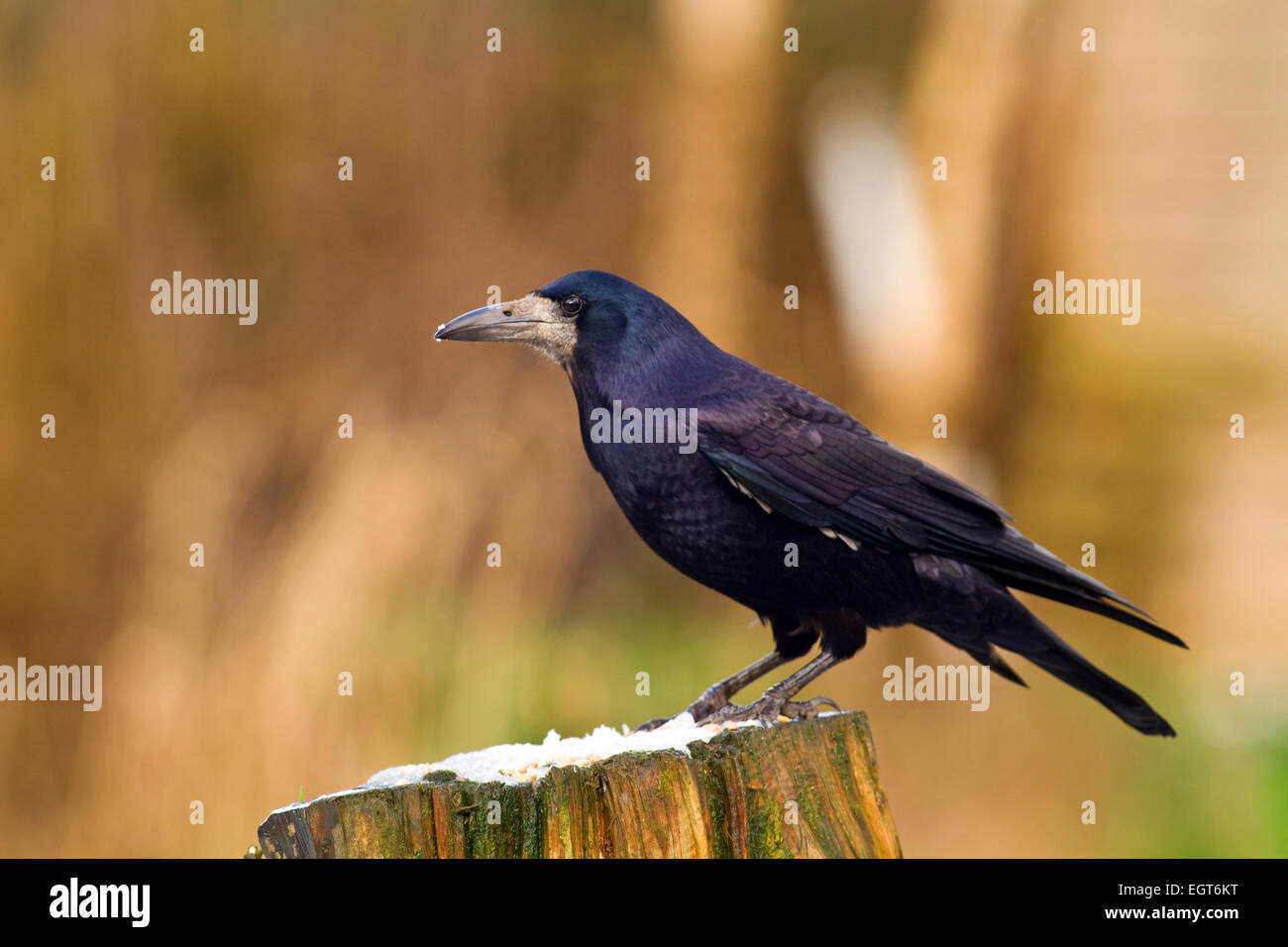 Rook nest hi-res stock photography and images - Alamy