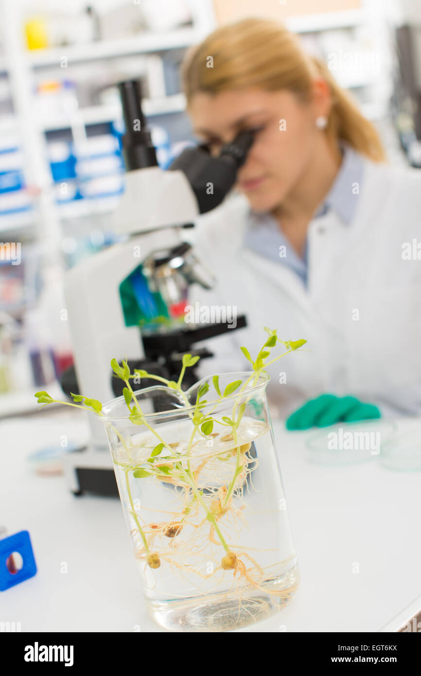 young woman biologist manipulates plants in genetic laboratory Stock ...