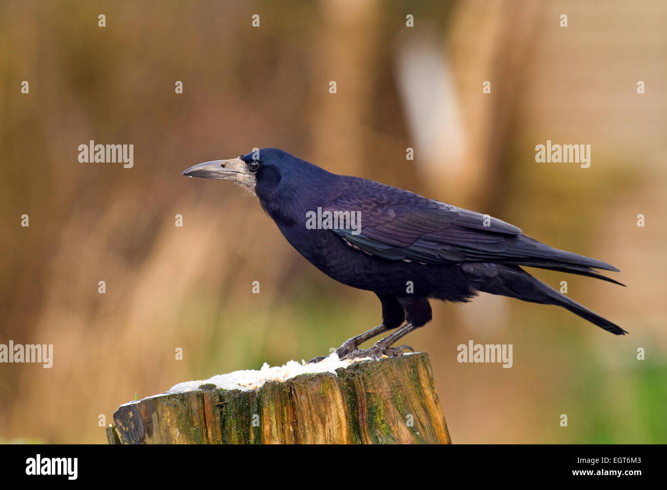 Irish garden birds hi-res stock photography and images - Alamy