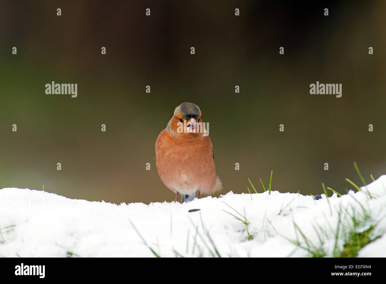 Snow finches hi-res stock photography and images - Alamy