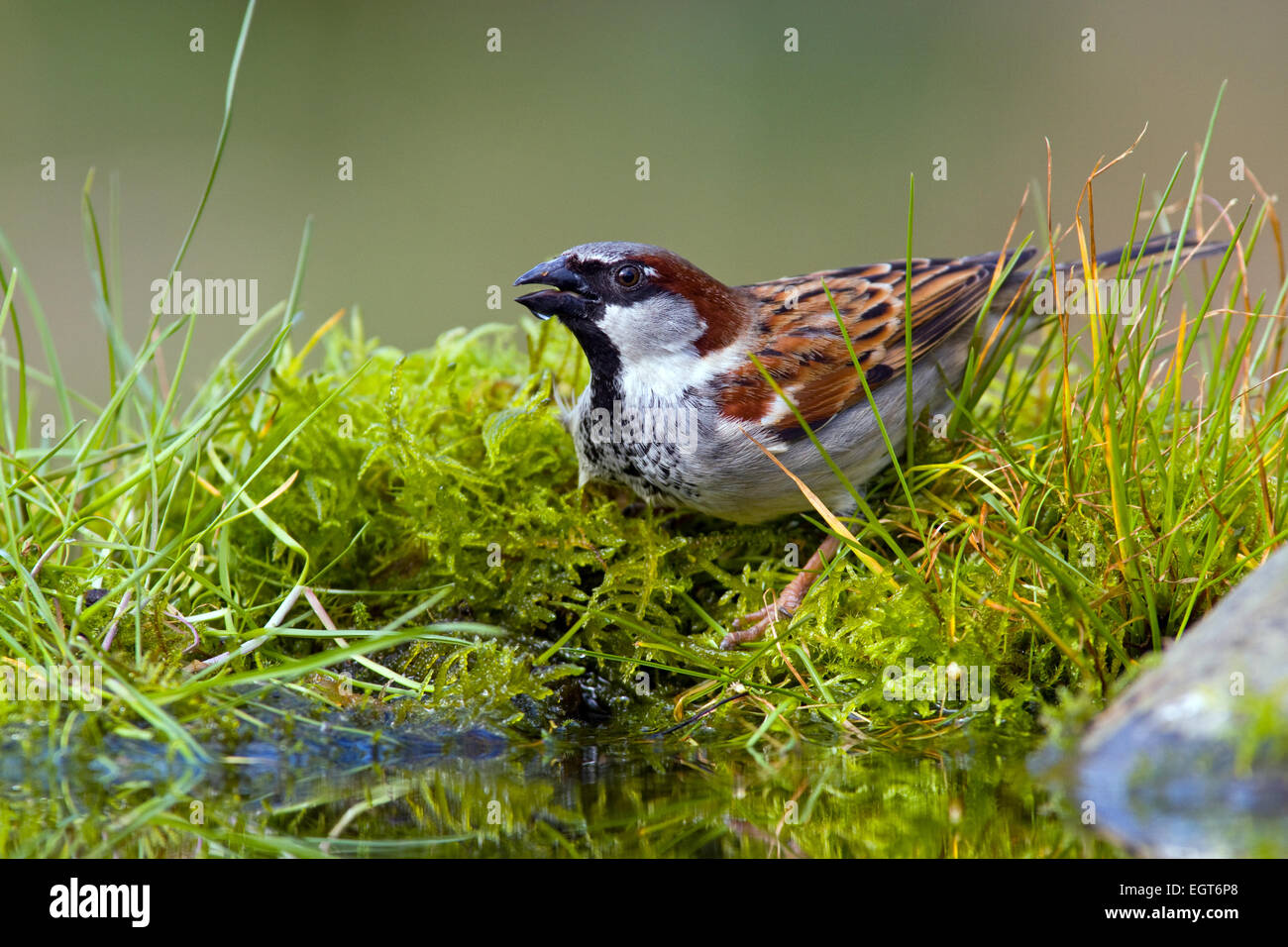 Male House Sparrow Stock Photo - Alamy