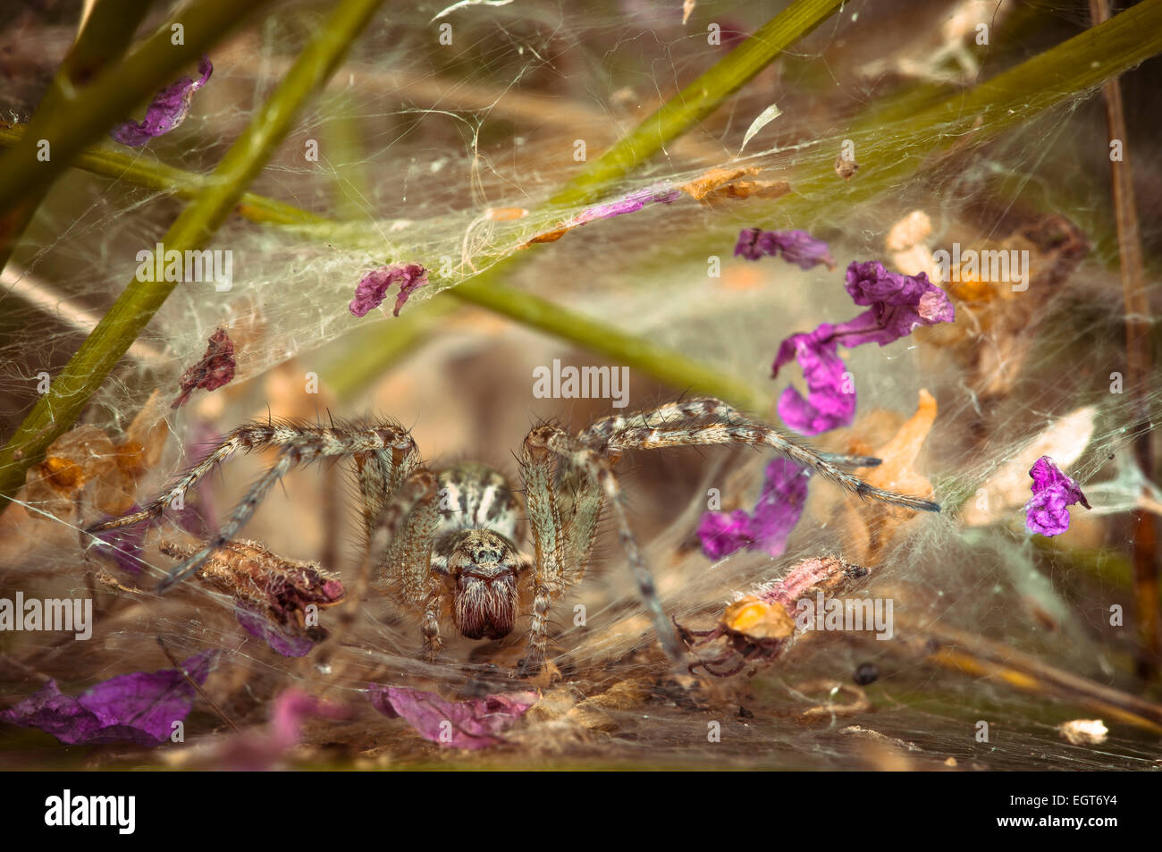 Labyrinth Spider (Agelena labyrinthica), in front of web entrance ...