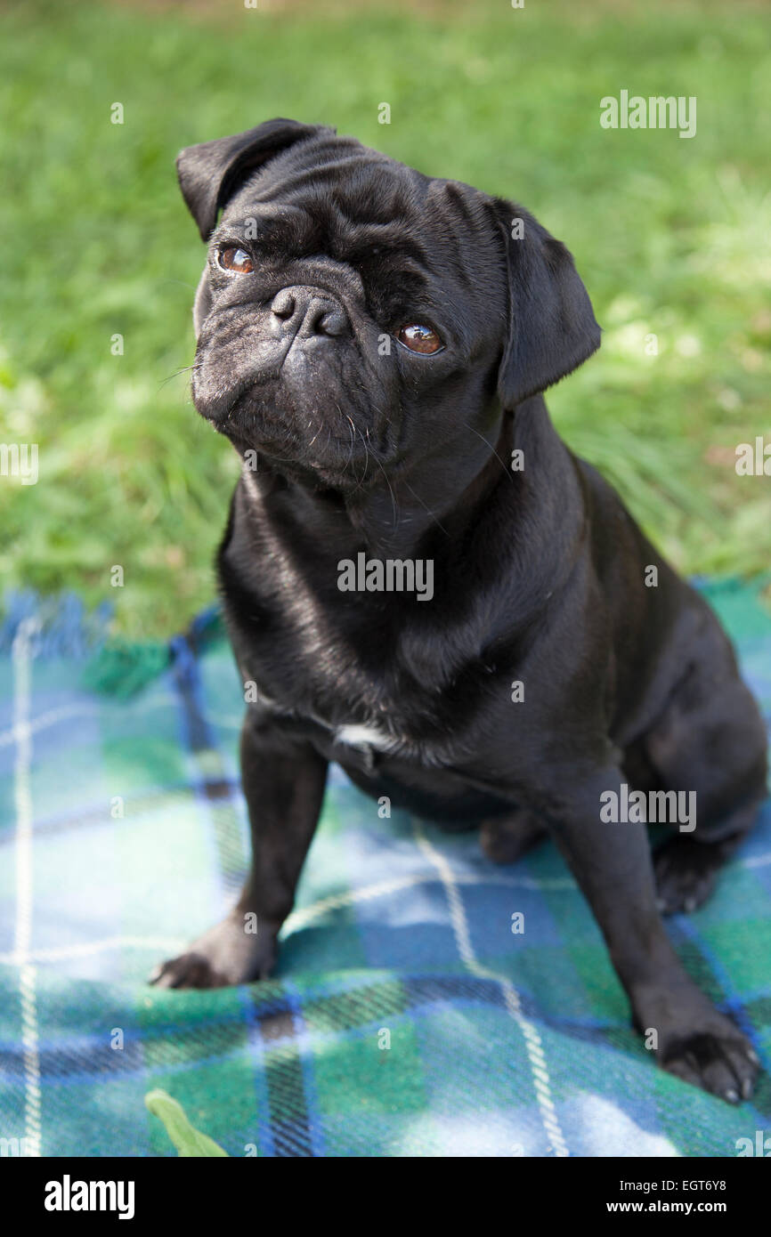 Pug sitting hi-res stock photography and images - Alamy