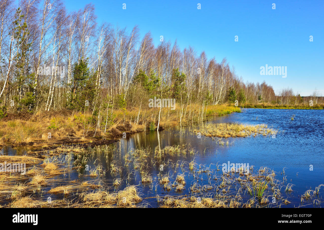 Waterlogged peat cutting area with a Birch grove (Betula pubescens ...