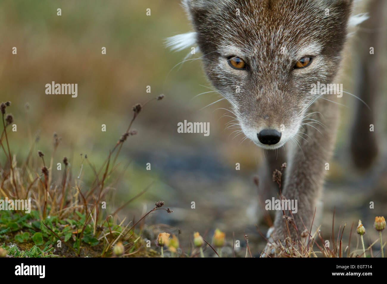 Arctic fox (Vulpes lagopus), Spitsbergen, Svalbard, Norway Stock Photo ...