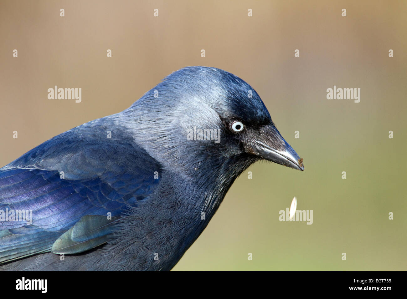 Jackdaw And Nest Hole High Resolution Stock Photography and Images - Alamy