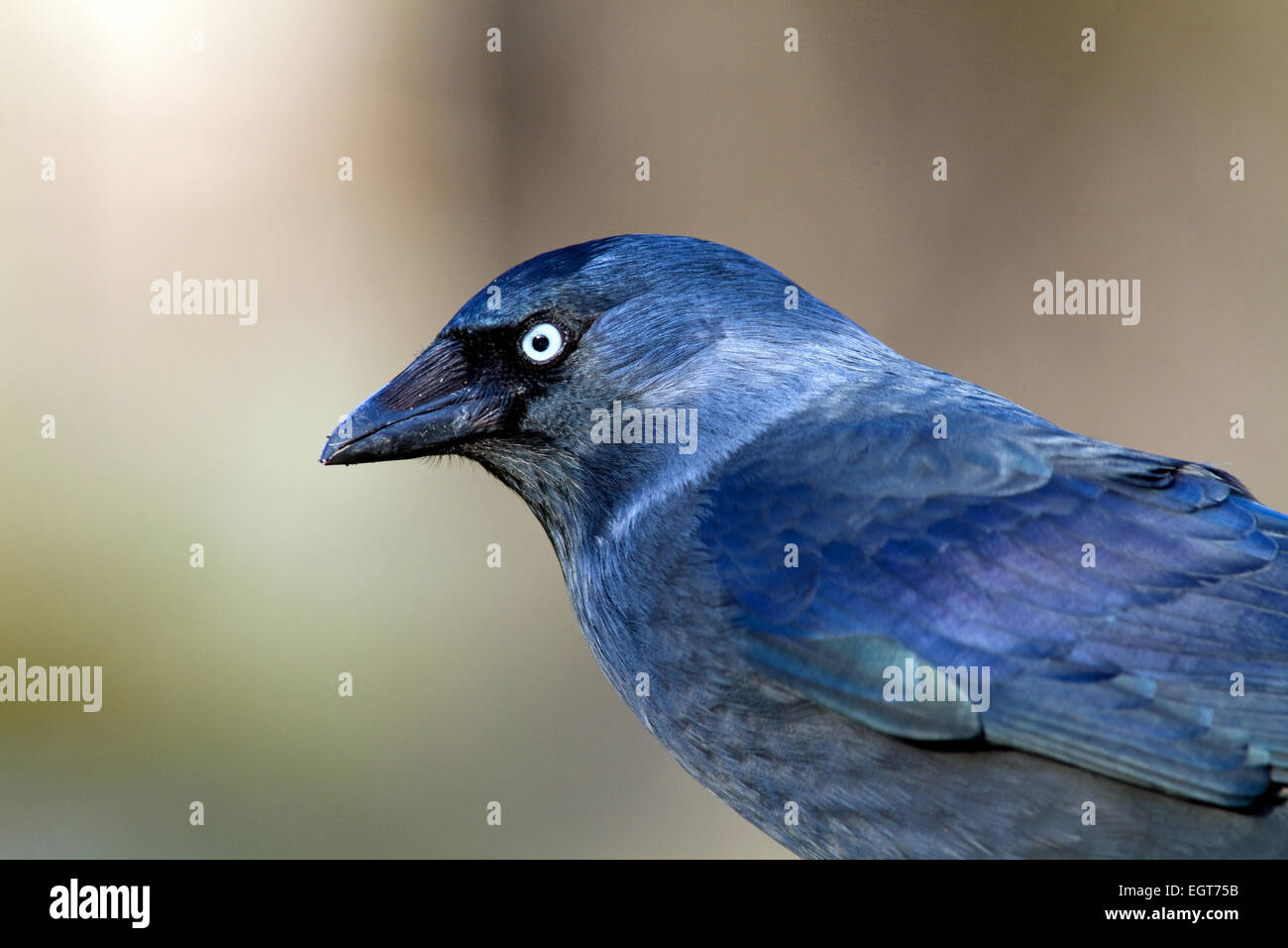 Jackdaw tree nest hi-res stock photography and images - Alamy