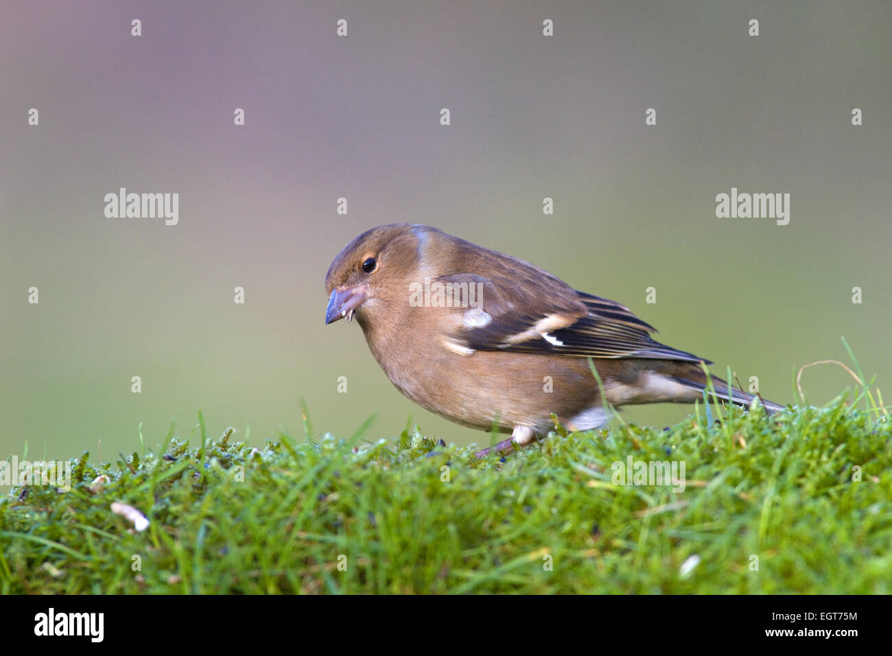 Female chaffinch seeds hi-res stock photography and images - Alamy