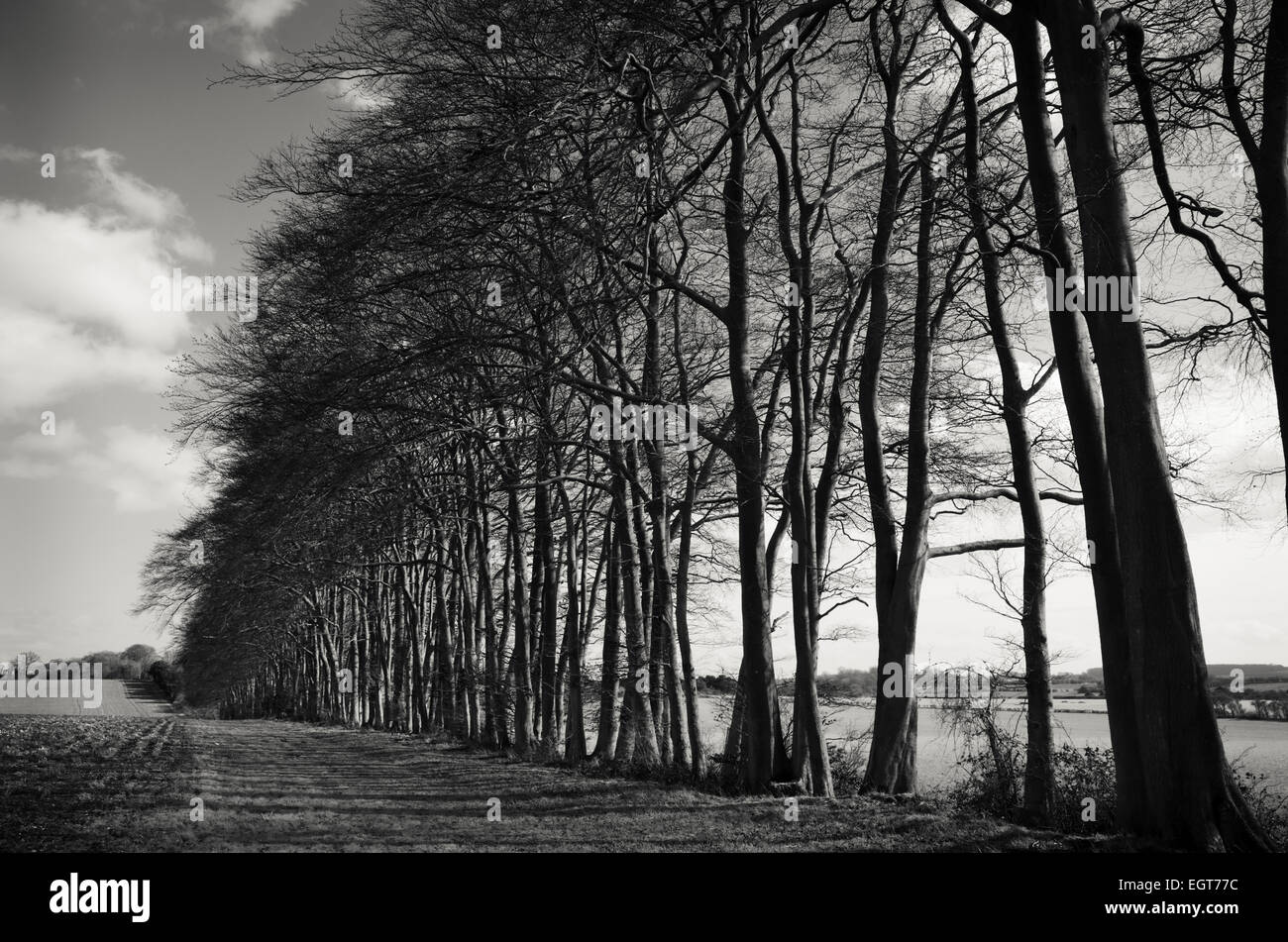 Tall trees shadows hi-res stock photography and images - Alamy