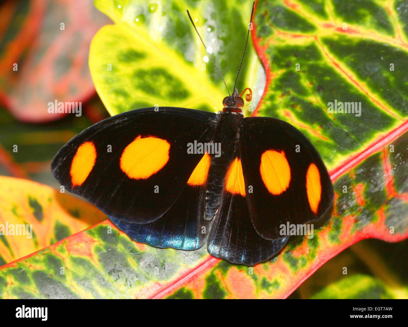 Grecian Shoemaker Butterfly High Resolution Stock Photography and ...